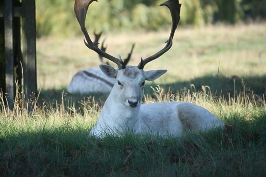 Hampton Court Palace: River Thames Bike Tour | Power Traveller