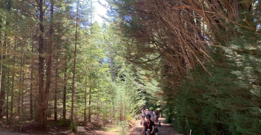 Launceston: Hollybank Forest Guided Segway Tour | Power Traveller