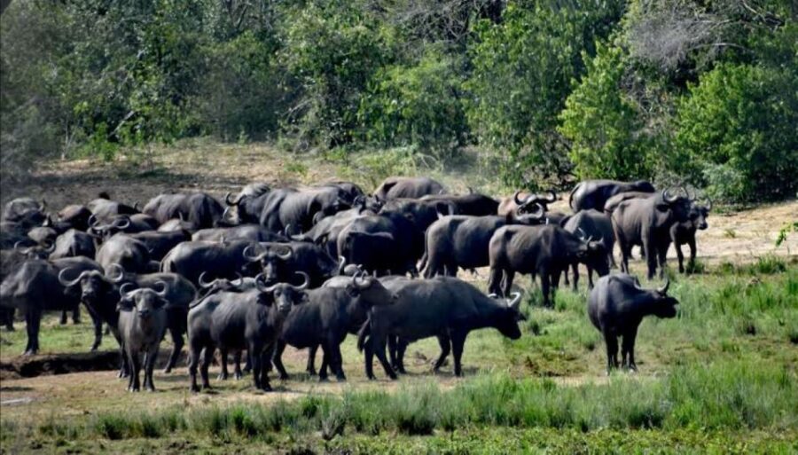 8-Day Source of Nile River, Primates &Game Drive Safari | Power Traveller