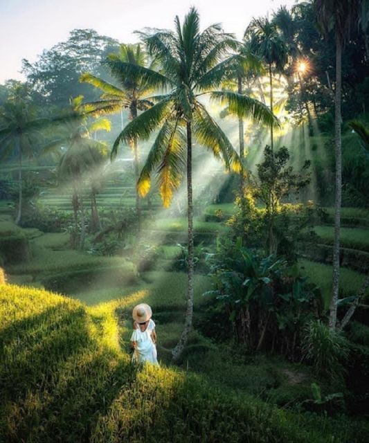 Bali: Ubud Waterfall, Rice Terraces & Monkey Forest Tour | Power Traveller