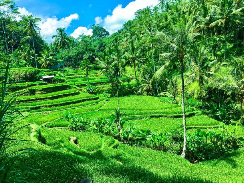 Balinese Purification Ritual and Local Healer Visit | Power Traveller