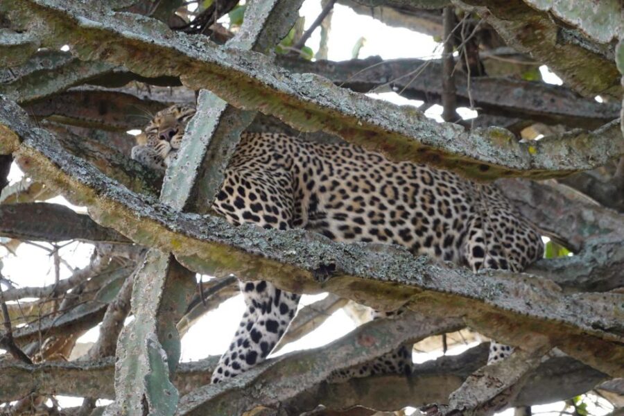 Big-Five Safari: Full-Day Guided Return Transfer | Power Traveller