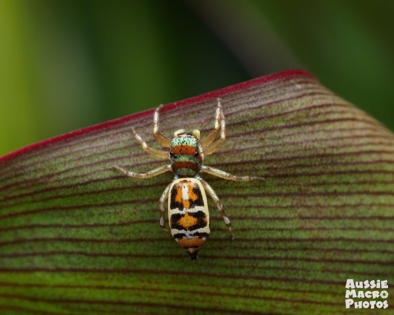 Cairns: Insect Photography Tour of Cairns Botanic Gardens | Power Traveller