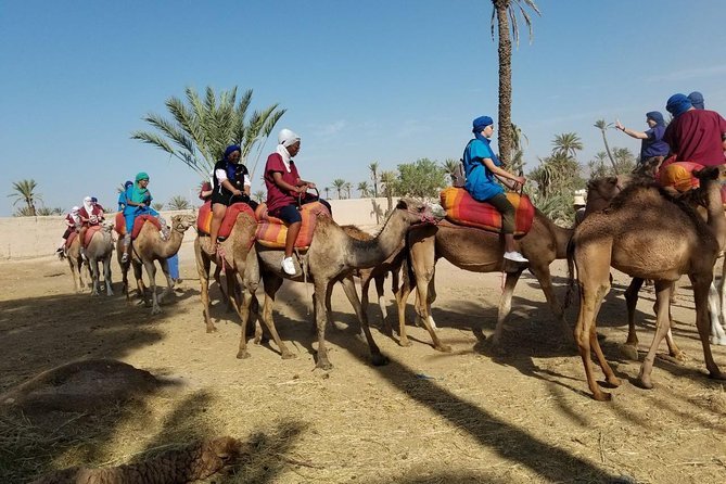 Camel Trekking Through Marrakeshs Palm Grove | Power Traveller