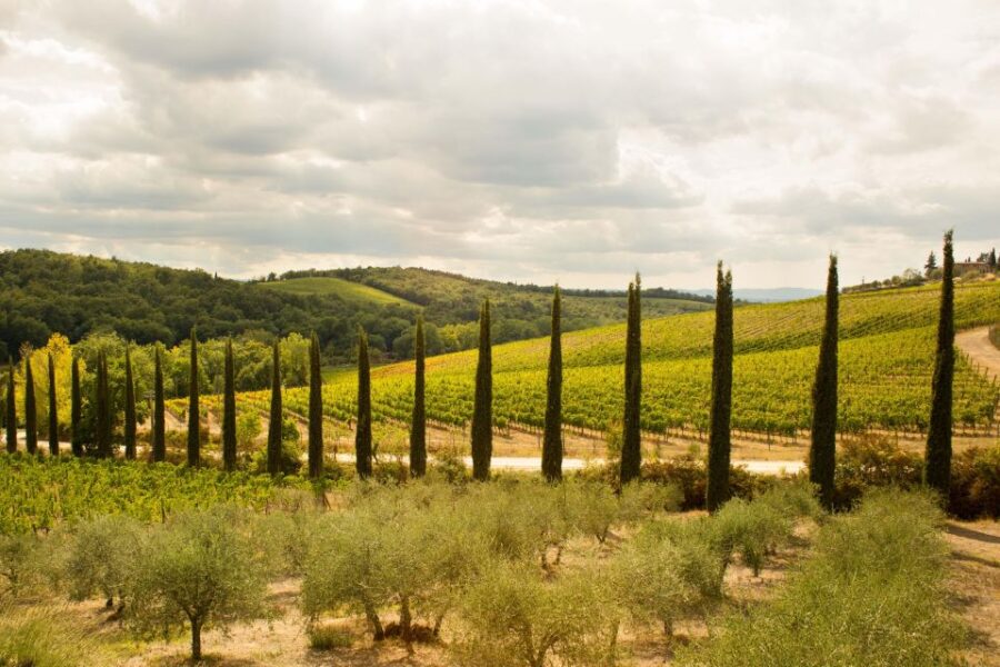 Chianti Classico and Super Tuscan Wine Tour | Power Traveller