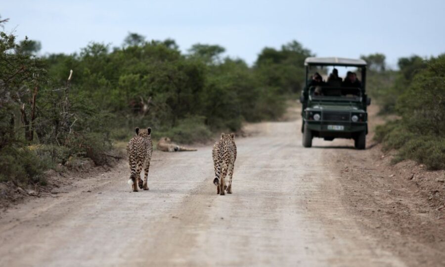 Durban: Full-Day Big 5 Safari @ Manyoni Private Game Reserve | Power ...