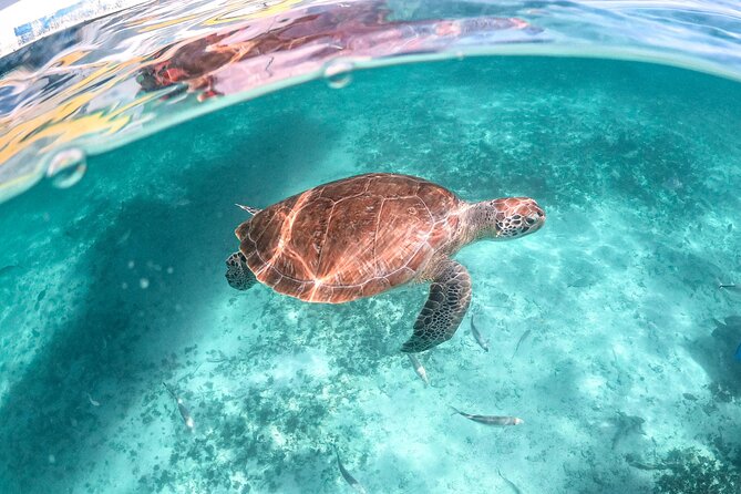 Exotik Half a Day Tour: Cenote Cave and Swimming With Sea Turtles ...