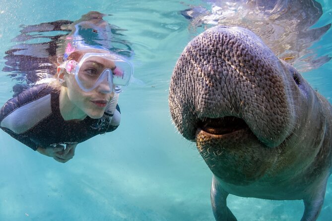 Florida Manatee Swim Adventure | Power Traveller