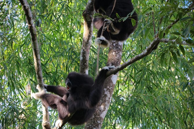 Full-Day Trekking and Sightseeing Tour in Mae Kampong | Power Traveller