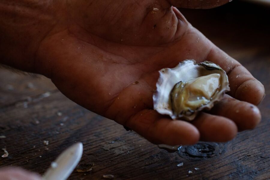 Guided Oyster Tasting | Power Traveller