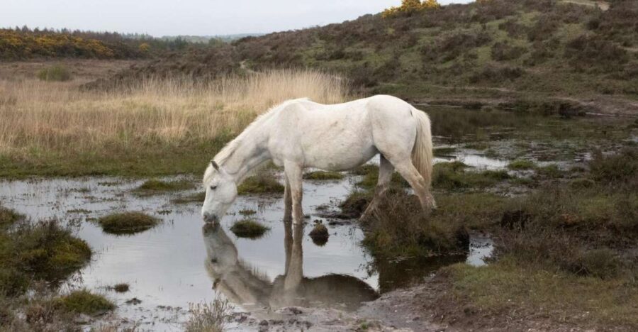 Introduction to the New Forest (Wilverley) | Power Traveller