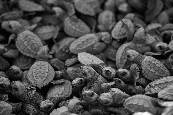 Los Cabos Turtle Release Conservation Program | Power Traveller