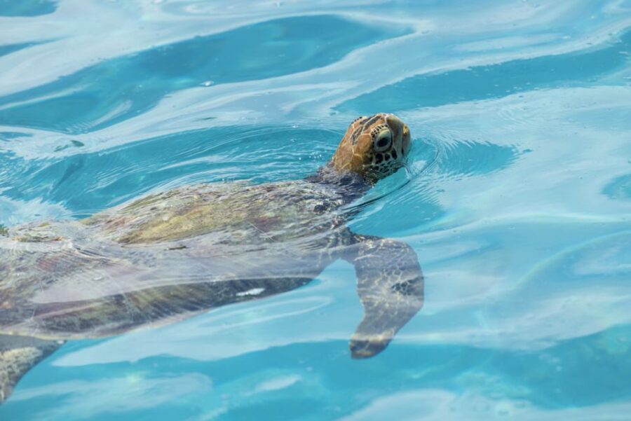 Moorea Highligts: Blue Laggon Shore Attractions and Lookouts | Power ...