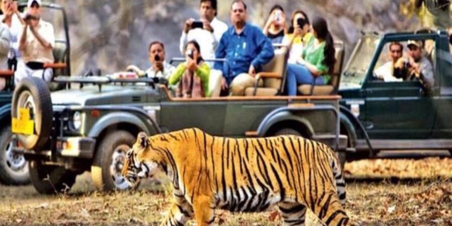 Private Day Trip With Tiger Safari From Jaipur All Included | Power ...
