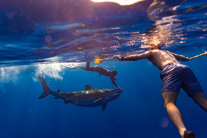Private Shark Dive, Oahu, Hawaii (6 Guest) | Power Traveller