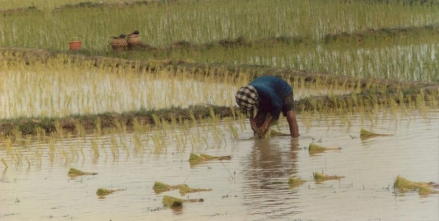 Rice Planting in Nepal | Power Traveller