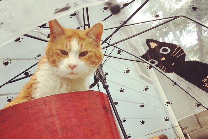 Setagaya Cat Tour! | Power Traveller
