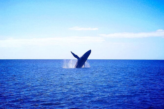 Whale Watching Experience in Waikiki | Power Traveller
