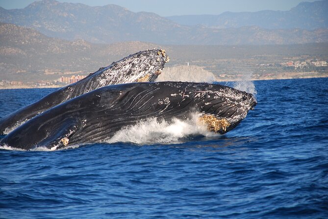 Whale Watching With Lunch and Transportation Included | Power Traveller