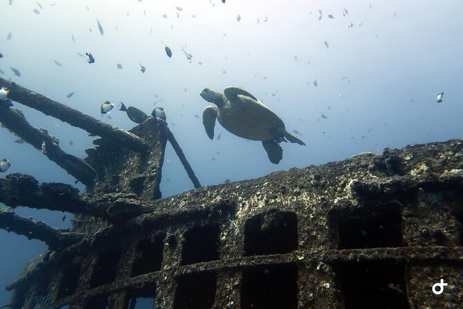 Small-Group Deep Dive in Oahu With Shipwreck and Reef | Power Traveller