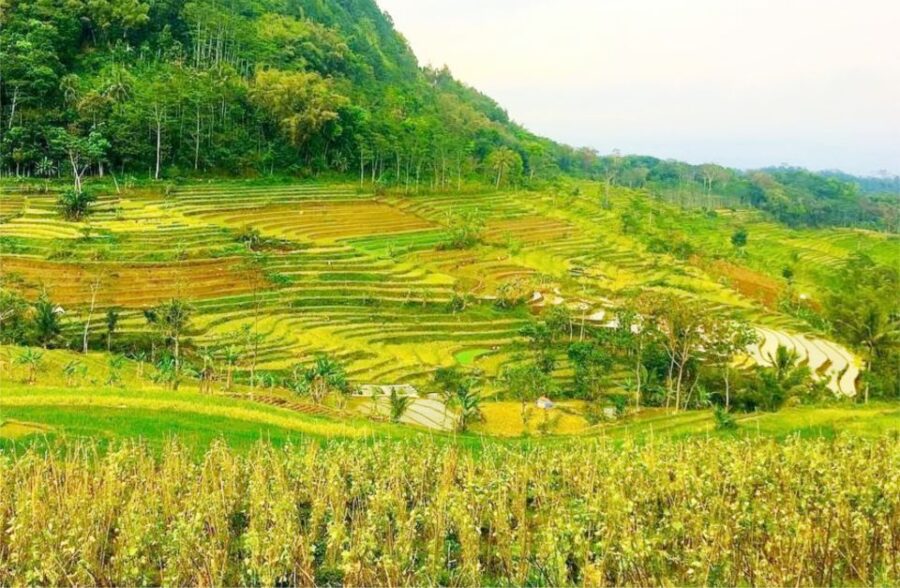 Yogyakarta: Selogriyo Temple Tour & Java Rice Terrace Trek | Power ...
