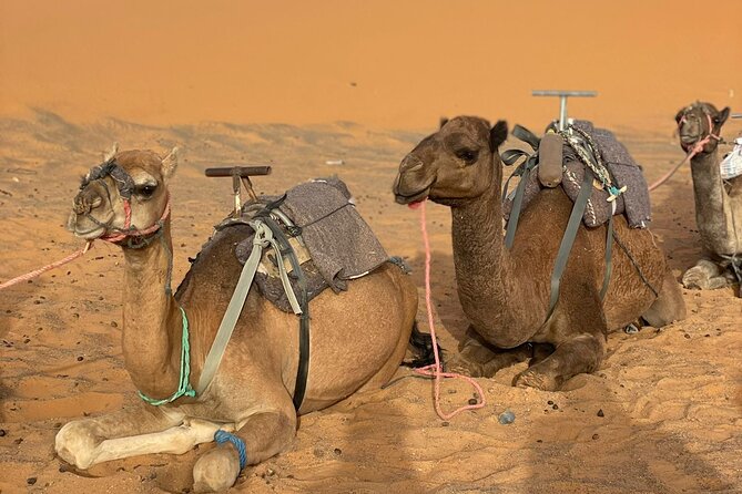 3 Days & 2 Nights to the Magical Desert & Camel Trek | Power Traveller