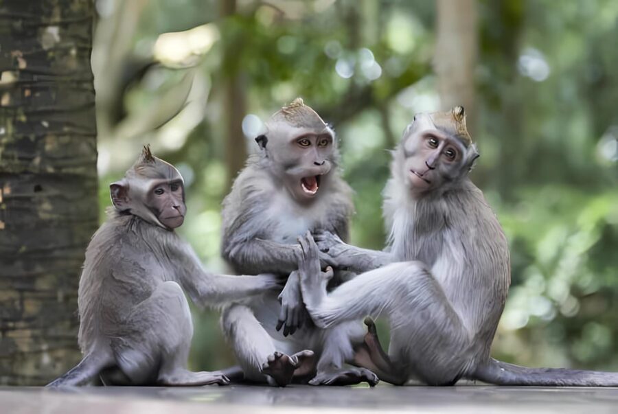 Bali: Jungle Swing, Monkey Forest & Nung Nung Waterfall | Power Traveller