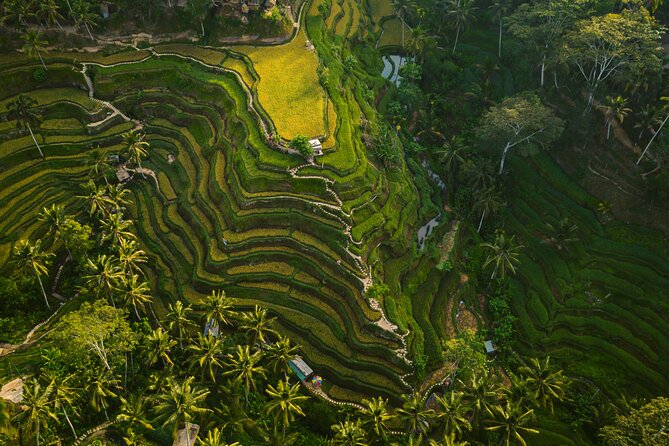 Best Ubud Highlights - Private Day Tour | Power Traveller