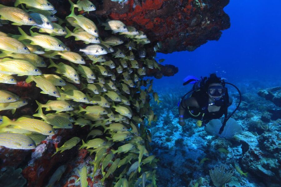 Cancun: Scuba Diving for Beginners, 2 Dives | Power Traveller