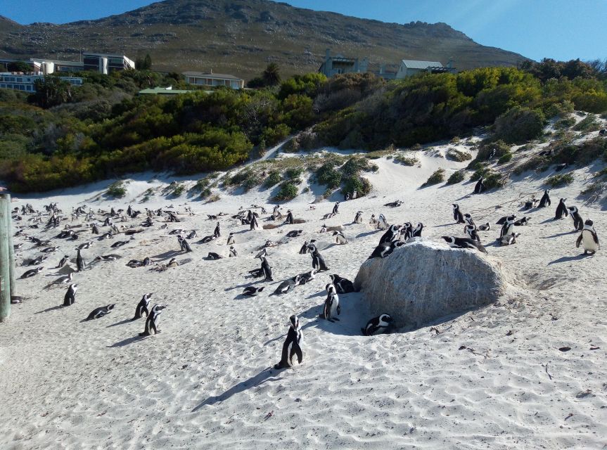Cape of Good Hope, Cape Point, Boulders Beach (Penguins) | Power Traveller