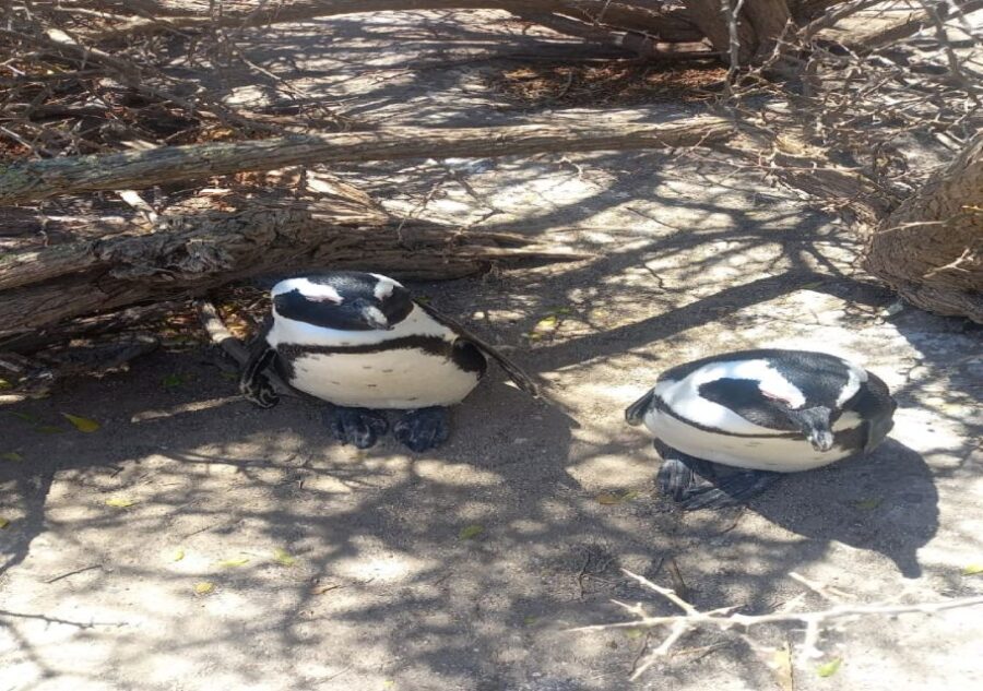 Cape Town: Penguin Watching At Boulders Beach Half Day Tour