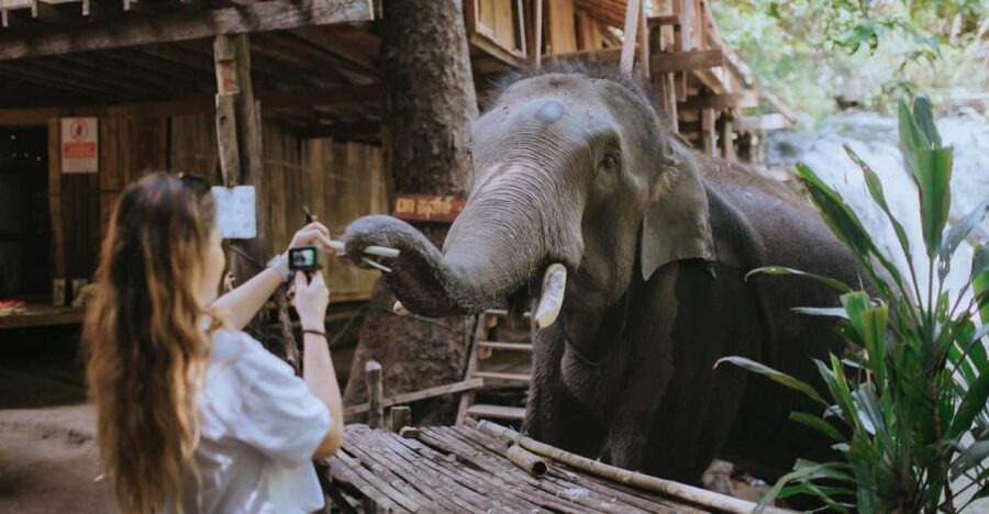 Chiang Mai: Two-day Temple of Elephants Sanctuary Tour | Power Traveller