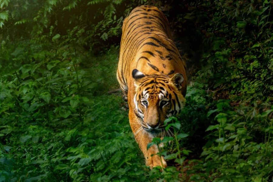 Chitwan Jungle Safari | Power Traveller