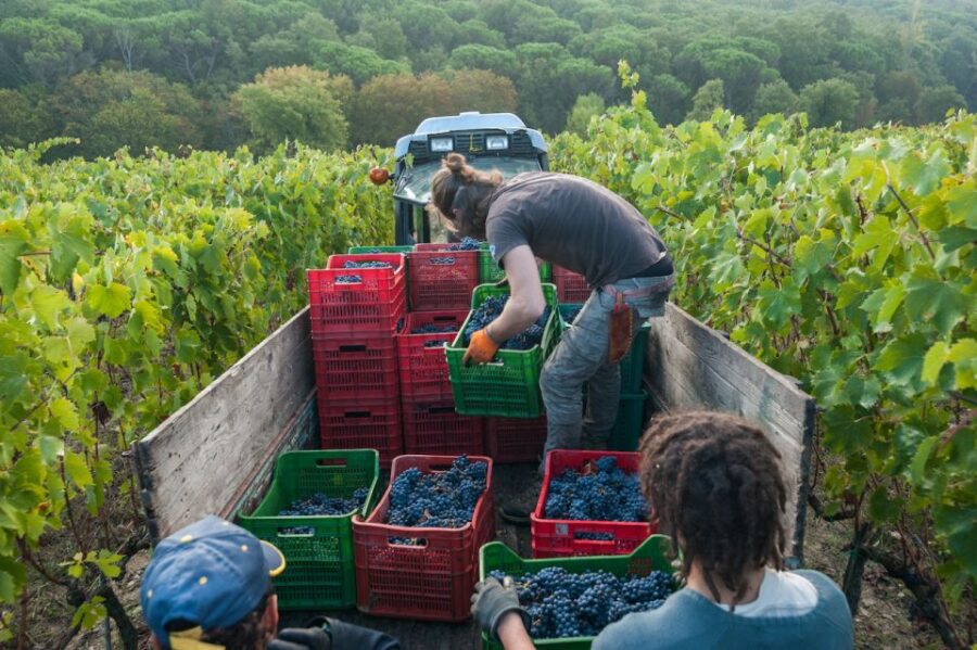 Florence: Chianti Classico Wine Region PRIVATE Tasting Trip