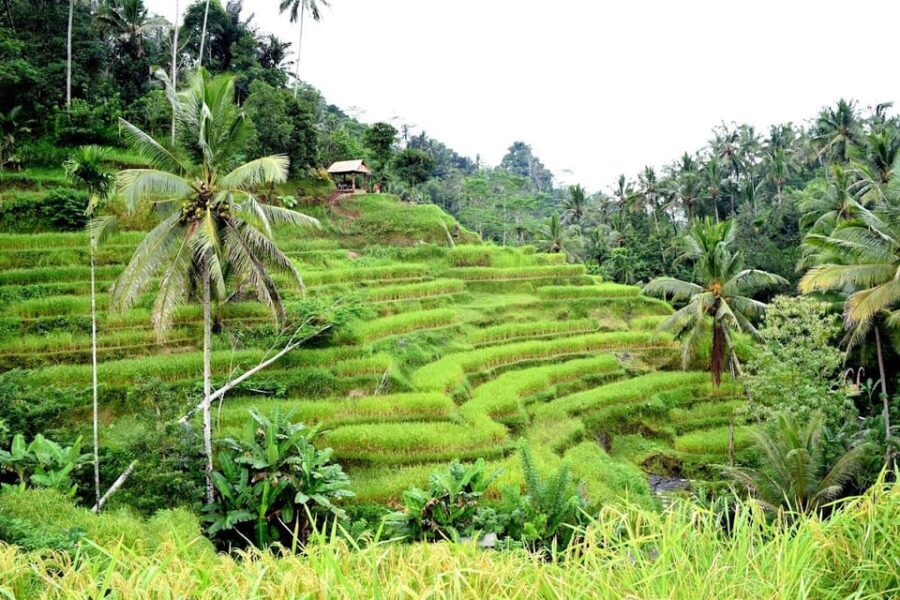 Full Day Ubud Village Tours - Private and All Inclusive | Power Traveller
