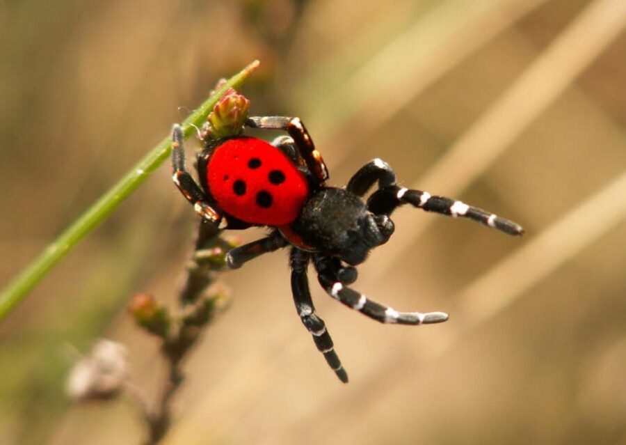 SPIDERS - WATCHING | Power Traveller