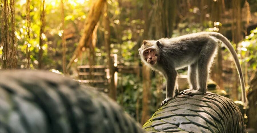 Ubud Monkey Forest, Rice Terrace, Temple and Jungle Swing | Power Traveller