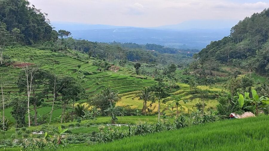 Yogyakarta: Selogriyo Temple, Rice Field Trek & Nepalvan Java | Power ...