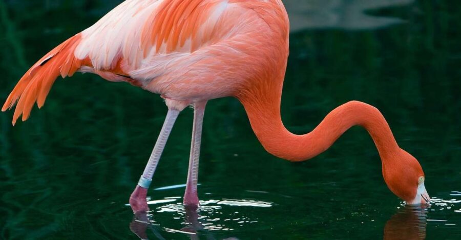 Buenos Aires: Temaiken Biopark Official Tickets | Power Traveller