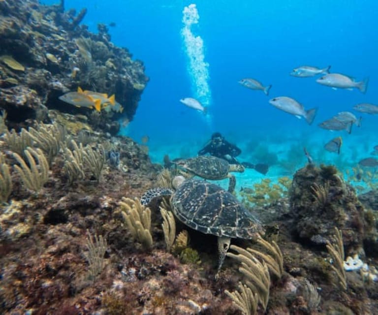 Cancun: Two Reef Dives – Isla Mujeres | Power Traveller