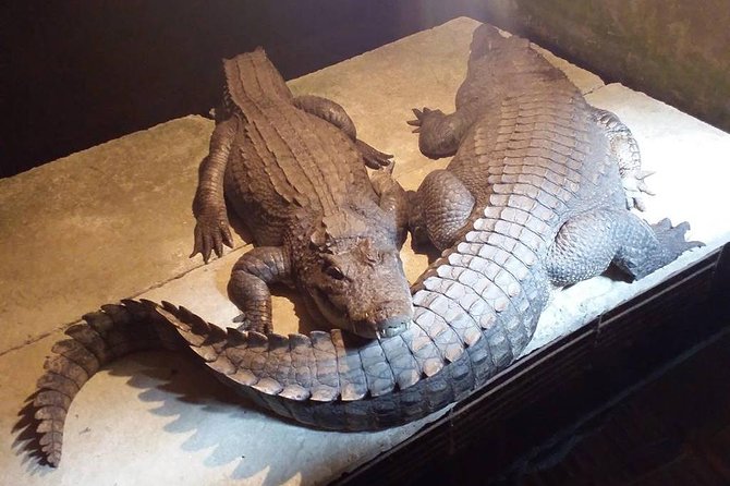 Le Mat Snake Village Tour With Snake Tasting | Power Traveller