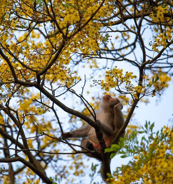 Marvelous Monkey Mountain - Son Tra Peninsula Private Tour