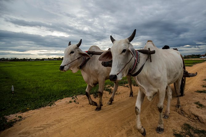 Ox Cart Ride of Rural Cambodia | Power Traveller