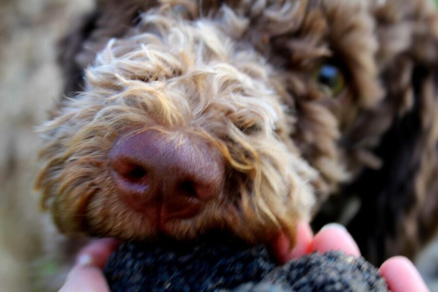 Truffle Hunting Experience Near Parma With Our Dogs