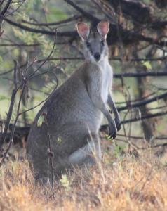 Corroboree Park Tavern Review | Power Traveller