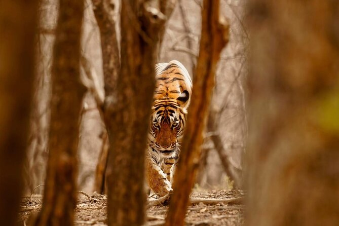 3-Day Private Ranthambhore Tiger Tour Including Delhi, Agra, Jaipur ...
