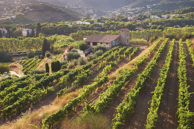 Alella Wine Tasting Private Tour With Picnic Lunch & Hotel Pick | Power ...