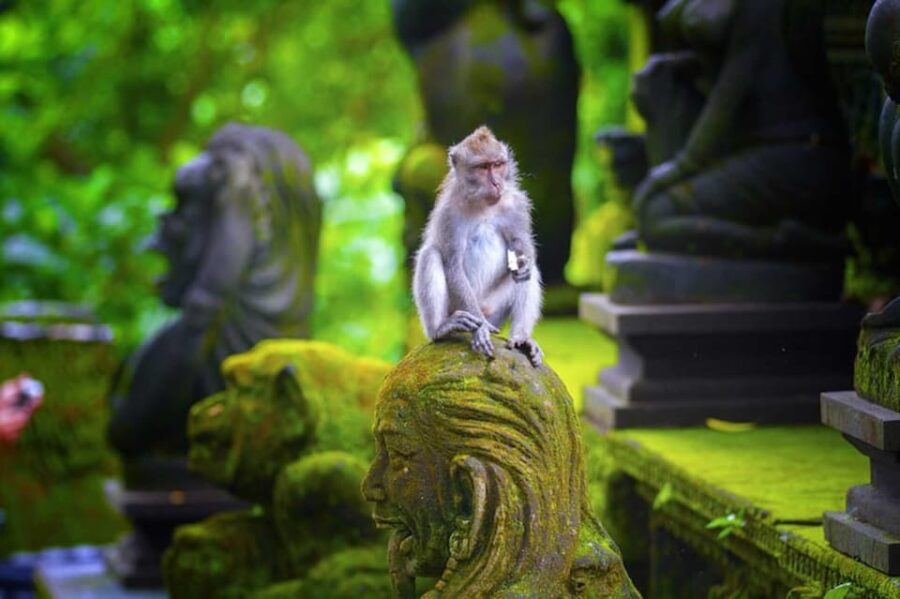 Bali : Tegalalang, Secret Waterfall, Monkey Forest & Temple | Power ...