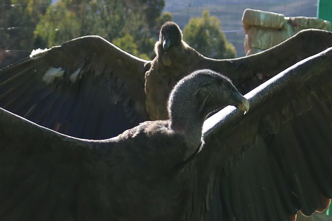 Live a Mystic Experience of Blessings of the Andean Condor | Power ...