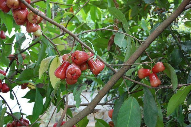 Mekong Delta Full Day By Speed Boat